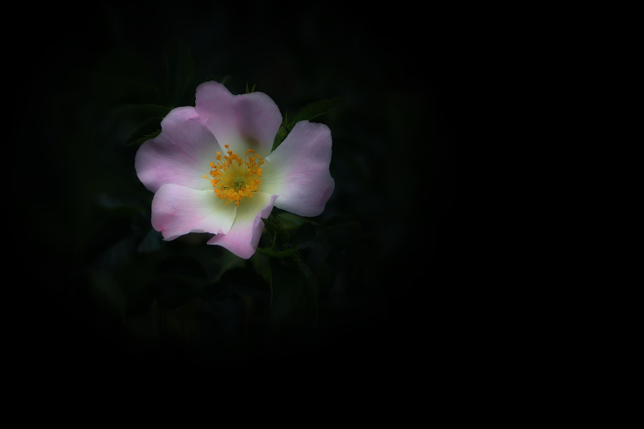 Rosa Mosqueta Natureza - Foto gratuita no Pixabay - Pixabay