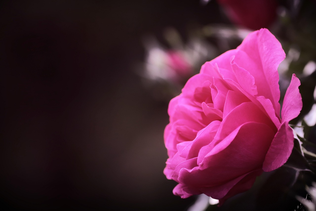 Mawar Merah Jambu Hari Ibu - Foto gratis di Pixabay - Pixabay