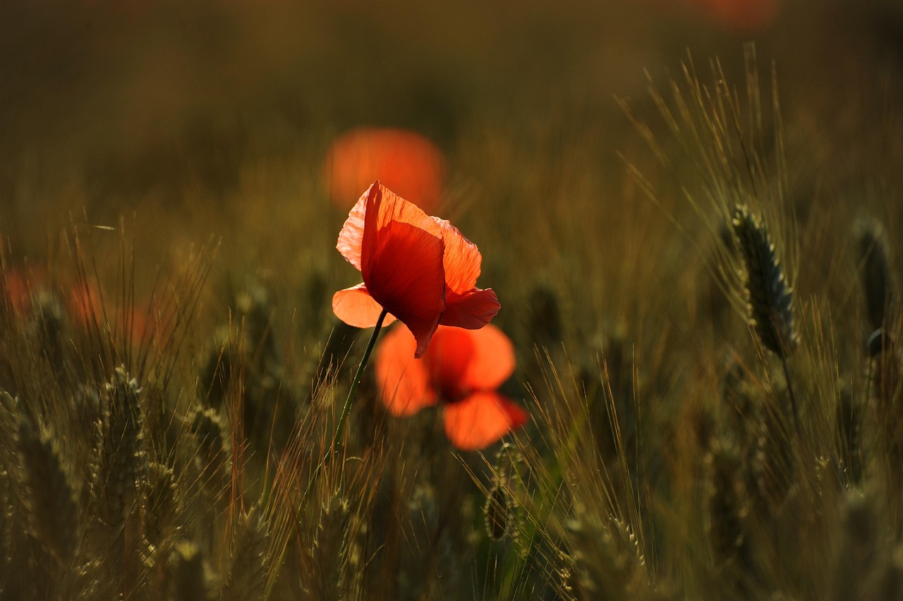 Opium Bunga Poppy Alam - Foto gratis di Pixabay - Pixabay