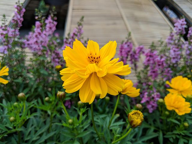 60+ Free Sulphurous Cosmos & Sulfur Cosmos Photos - Pixabay