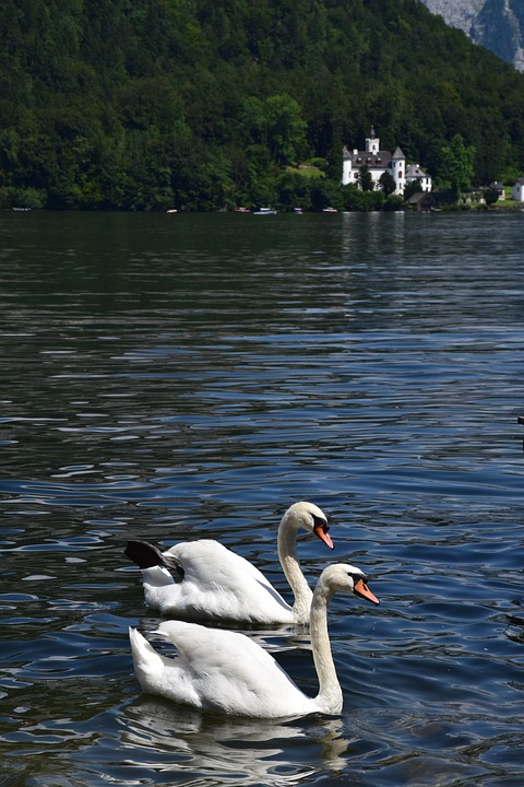 Swans Lake Nature The - Free photo on Pixabay