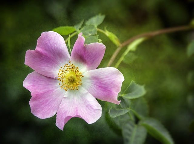 狗玫瑰 野花 植物学 - Pixabay上的免费照片 - Pixabay