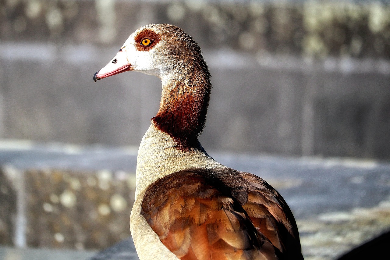 Ganso Pássaro Egípcio - Foto gratuita no Pixabay - Pixabay