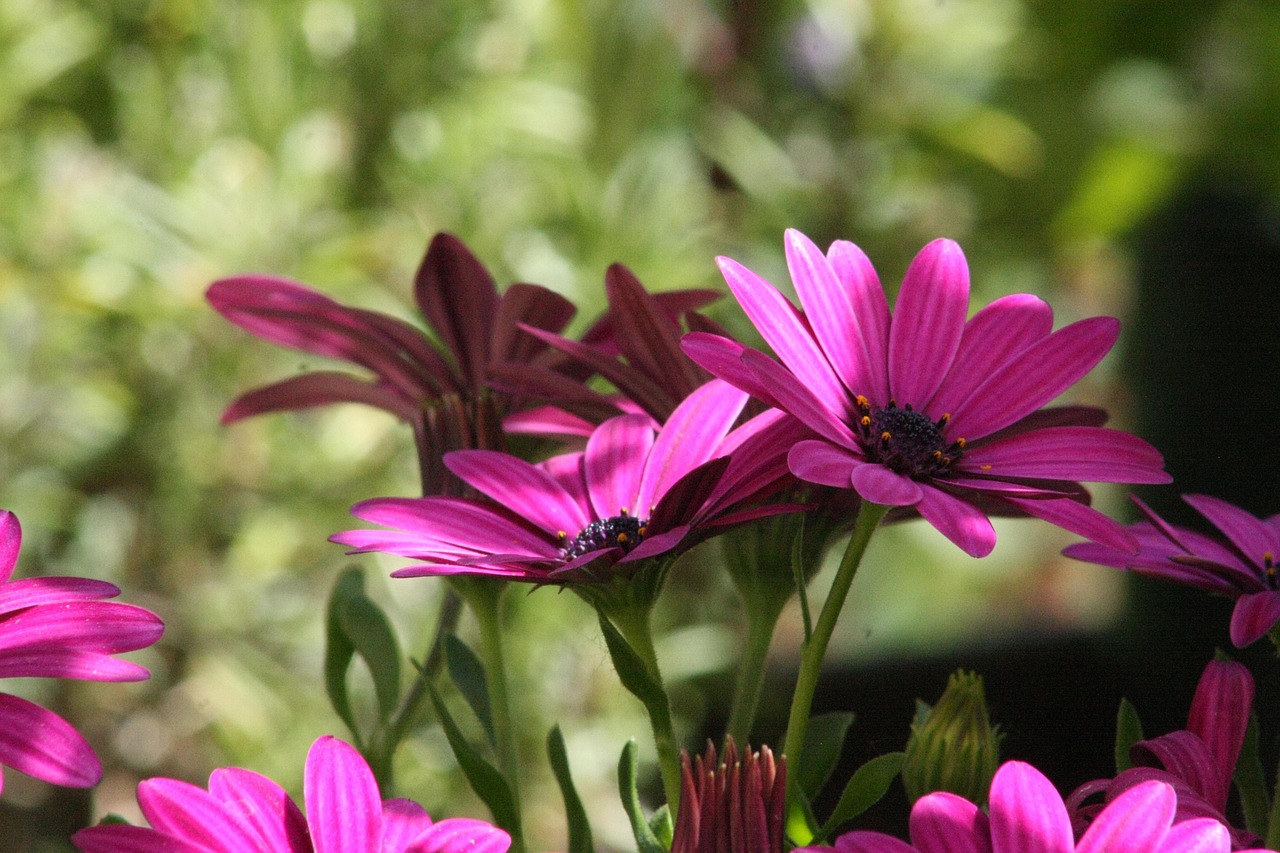 Flor Primavera Natureza - Foto gratuita no Pixabay - Pixabay