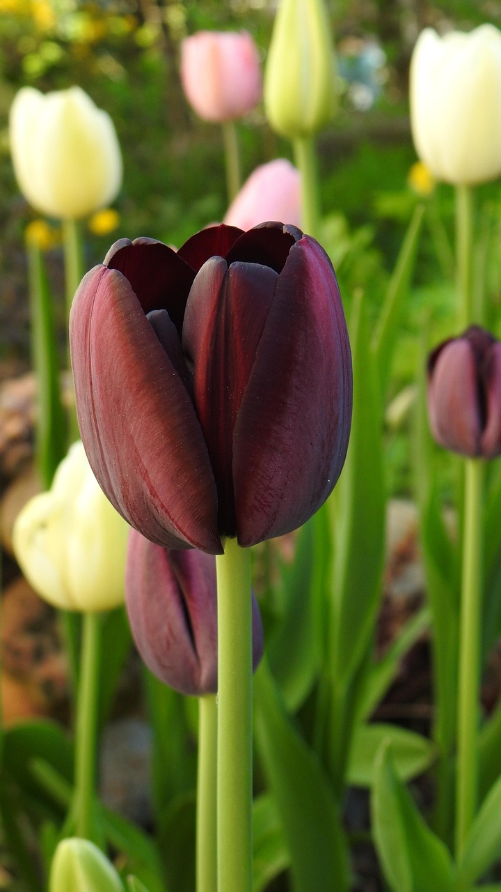 Tulipes Mai Le - Photo gratuite sur Pixabay - Pixabay