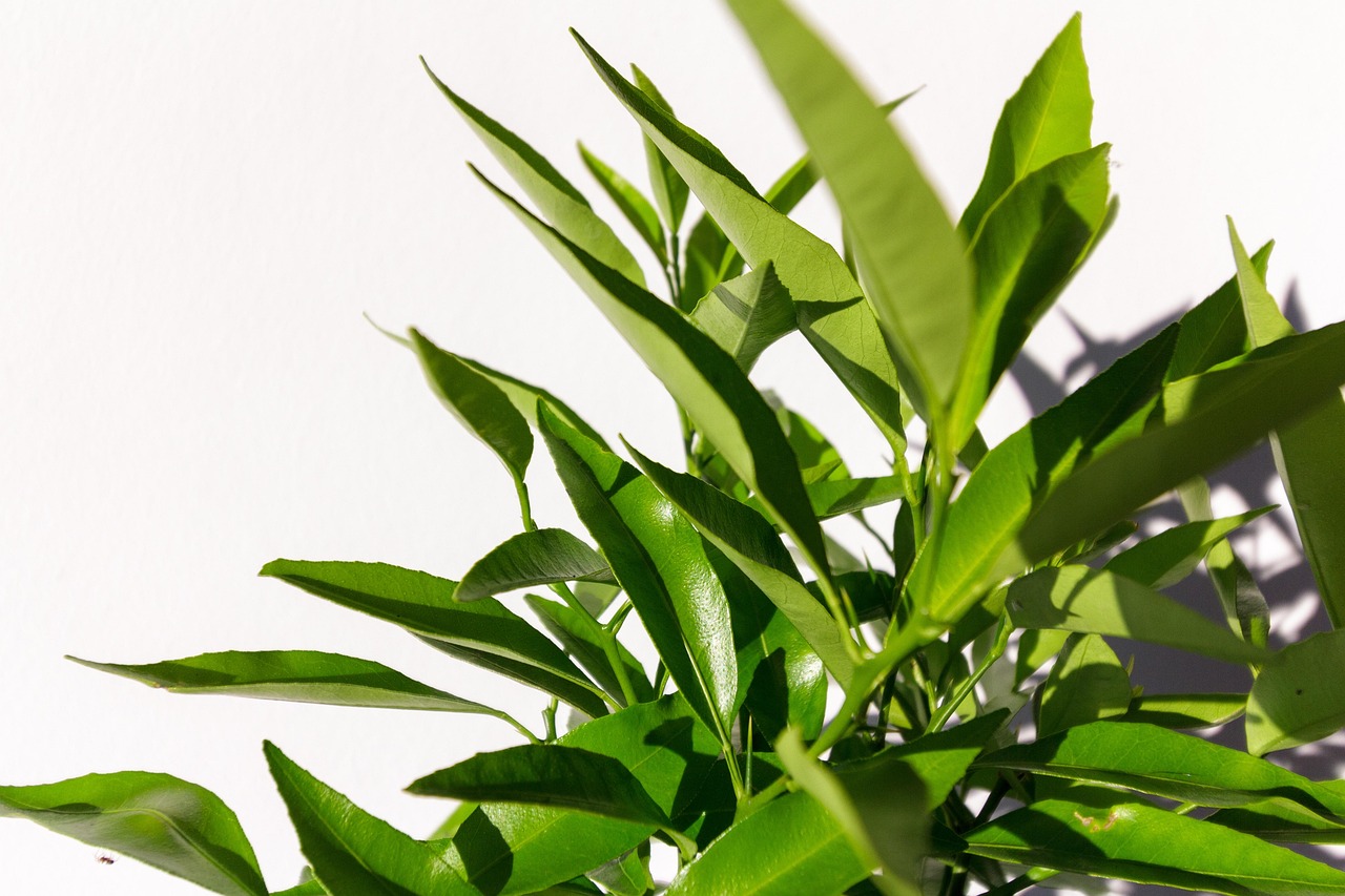 Mandarin Young Tree Citrus - Free photo on Pixabay - Pixabay