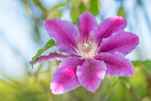 Clemátide Planta Trepadora Flor - Foto gratis en Pixabay - Pixabay