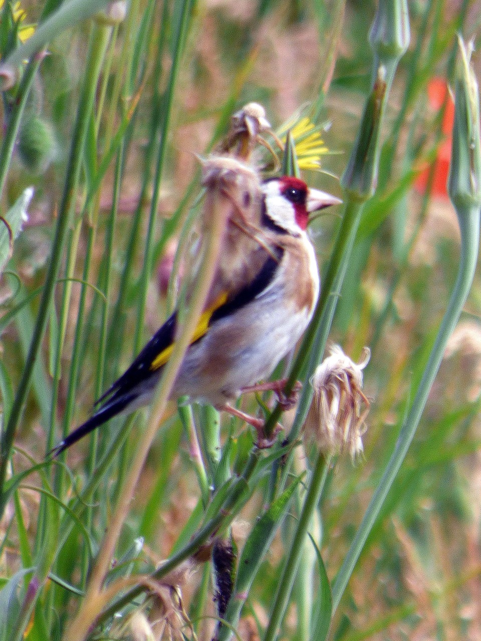 Goldfinch Bird Savage - Free photo on Pixabay - Pixabay