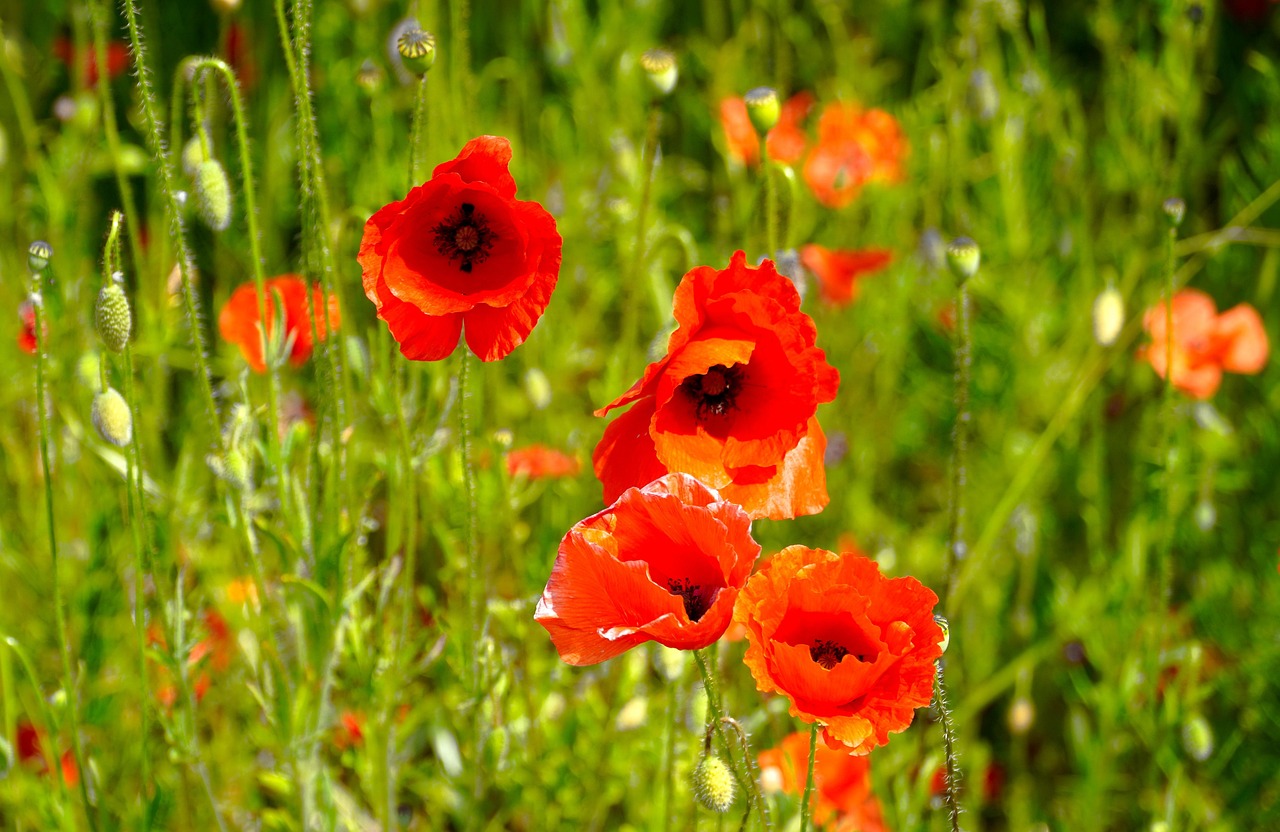 Papaveri Fiore Prato Fiorito - Foto gratis su Pixabay - Pixabay