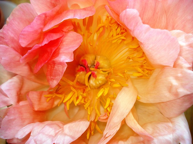 Peoni Bunga Pink Benang - Foto gratis di Pixabay - Pixabay