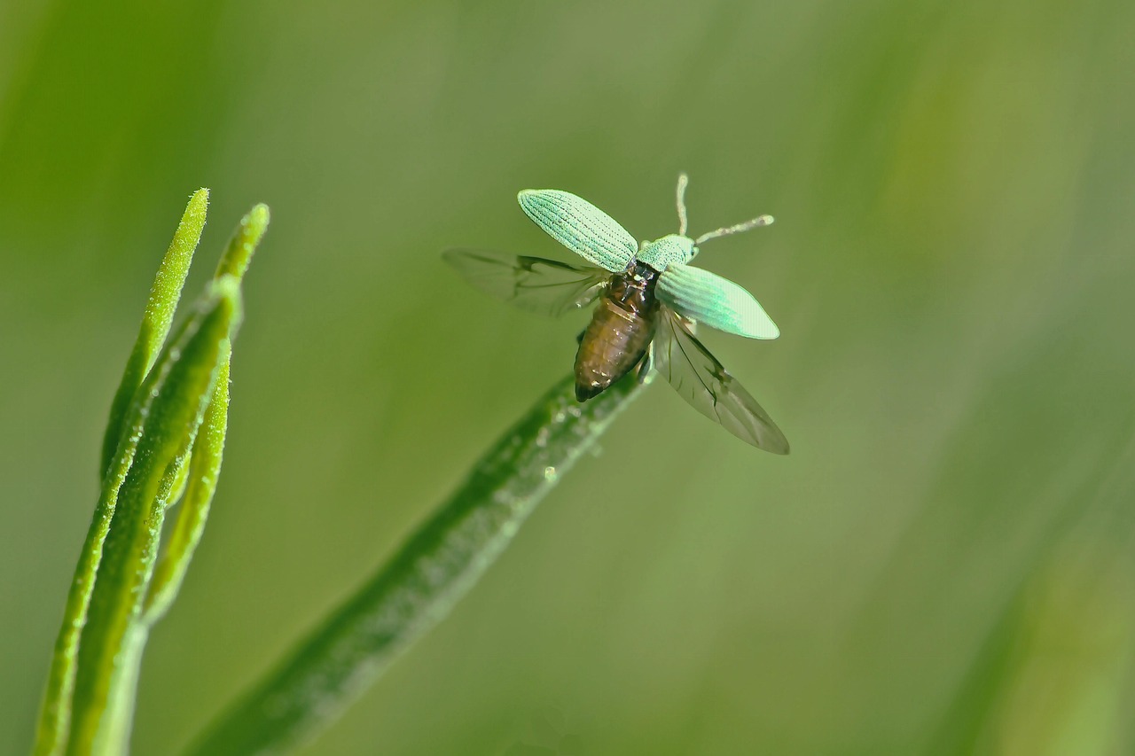 Beetle Green Light - Free photo on Pixabay - Pixabay