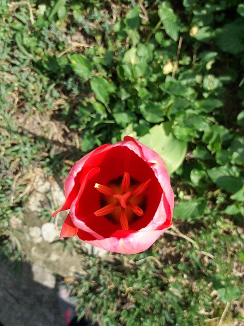 Tulip Heart Top - Free photo on Pixabay - Pixabay