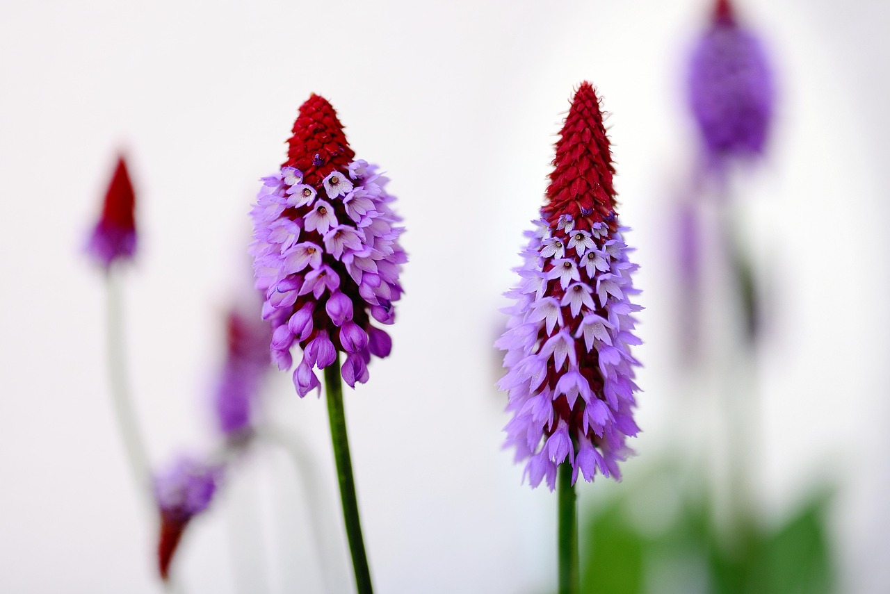 Orchid Primrose Primula Vialii - Free photo on Pixabay - Pixabay