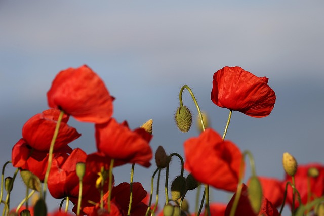 Pagina 2 - Meer dan 800.000 gratis afbeeldingen van Bloemen In De Wind ...