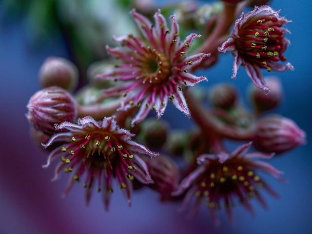 Bloom Flowering Succulent - Free photo on Pixabay - Pixabay
