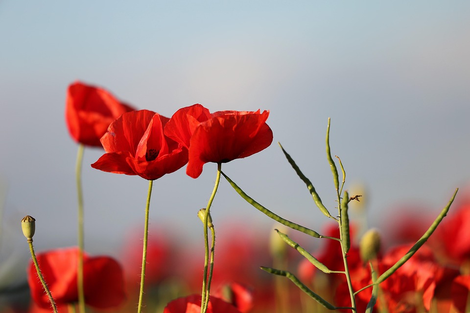 Red Poppies In Rapeseed Field - Free photo on Pixabay
