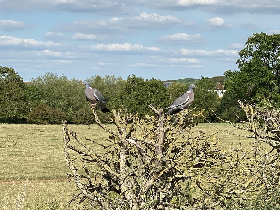 Pigeons La Campagne Des Oiseaux - Photo gratuite sur Pixabay - Pixabay