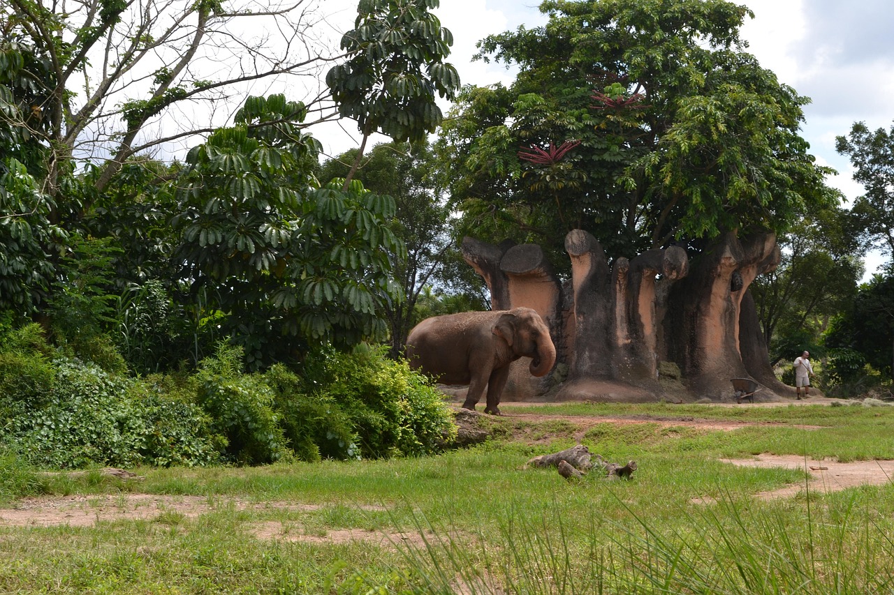 Elephant Nature - Free photo on Pixabay - Pixabay