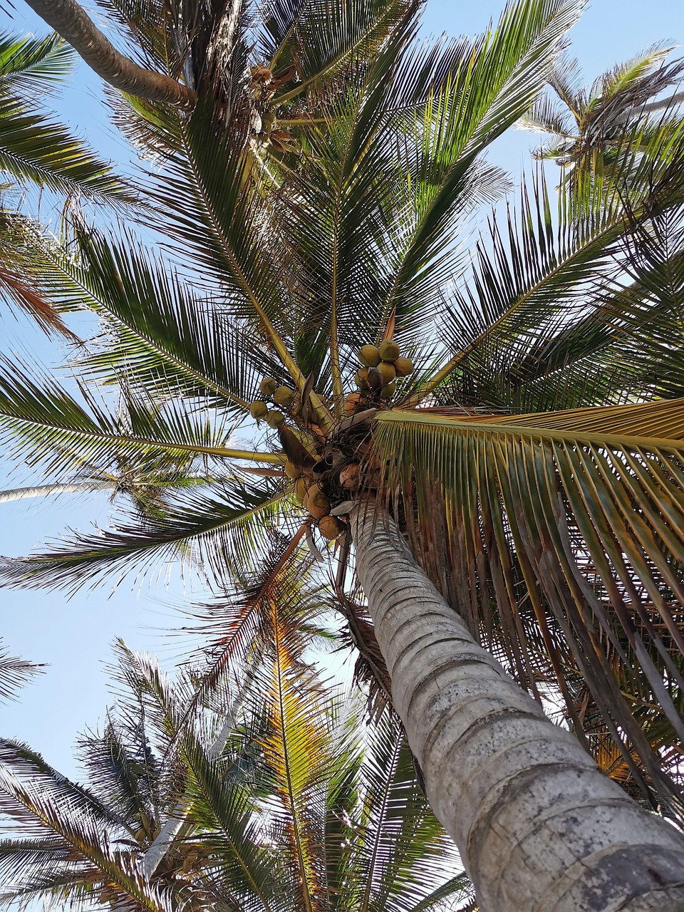 Colombia Palma - Foto gratis en Pixabay - Pixabay