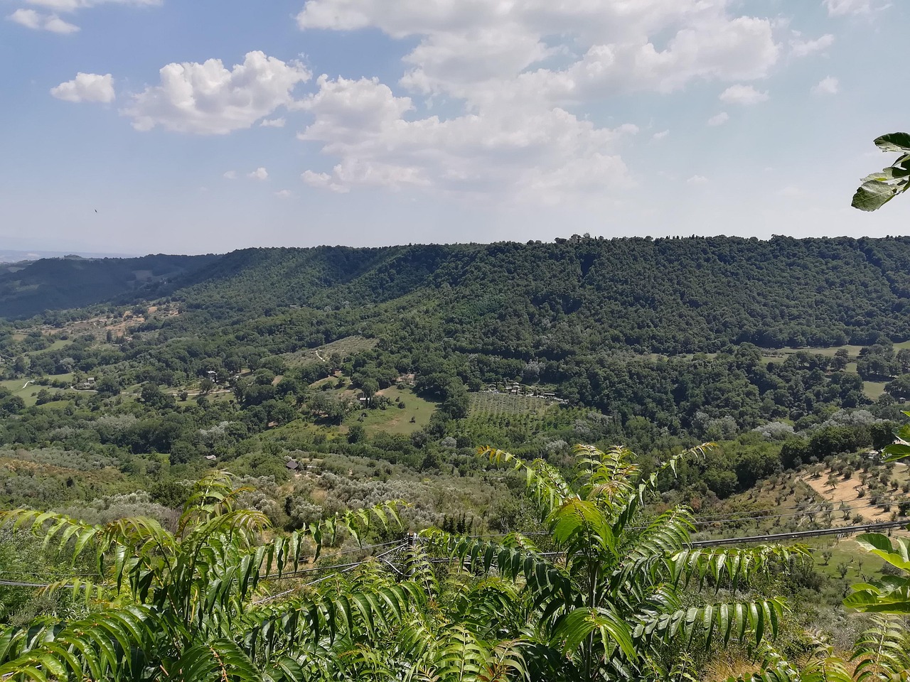 Lazio Panorama Palms - Free photo on Pixabay - Pixabay