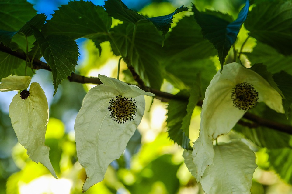Davidia Involucrata Tree L - Free photo on Pixabay - Pixabay