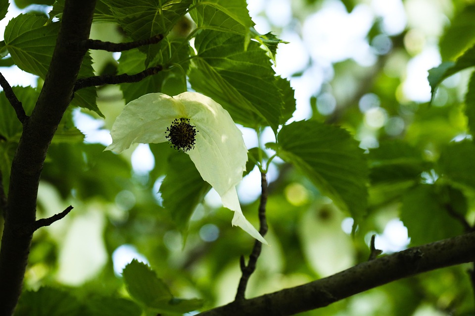 Davidia Involucrata Tree L - Free photo on Pixabay - Pixabay