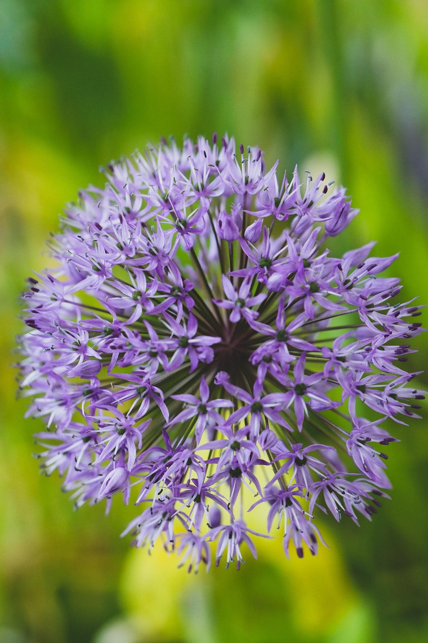 Fiore Giardino Primavera - Foto gratis su Pixabay - Pixabay