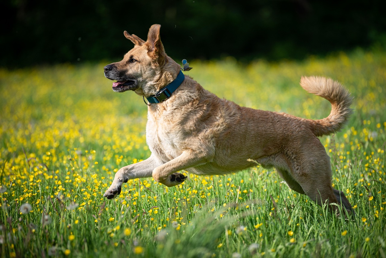 Perro Prado De Flores - Foto gratis en Pixabay - Pixabay