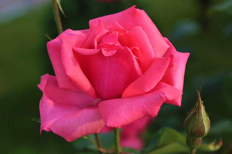 Rose Spring Nature - Free photo on Pixabay