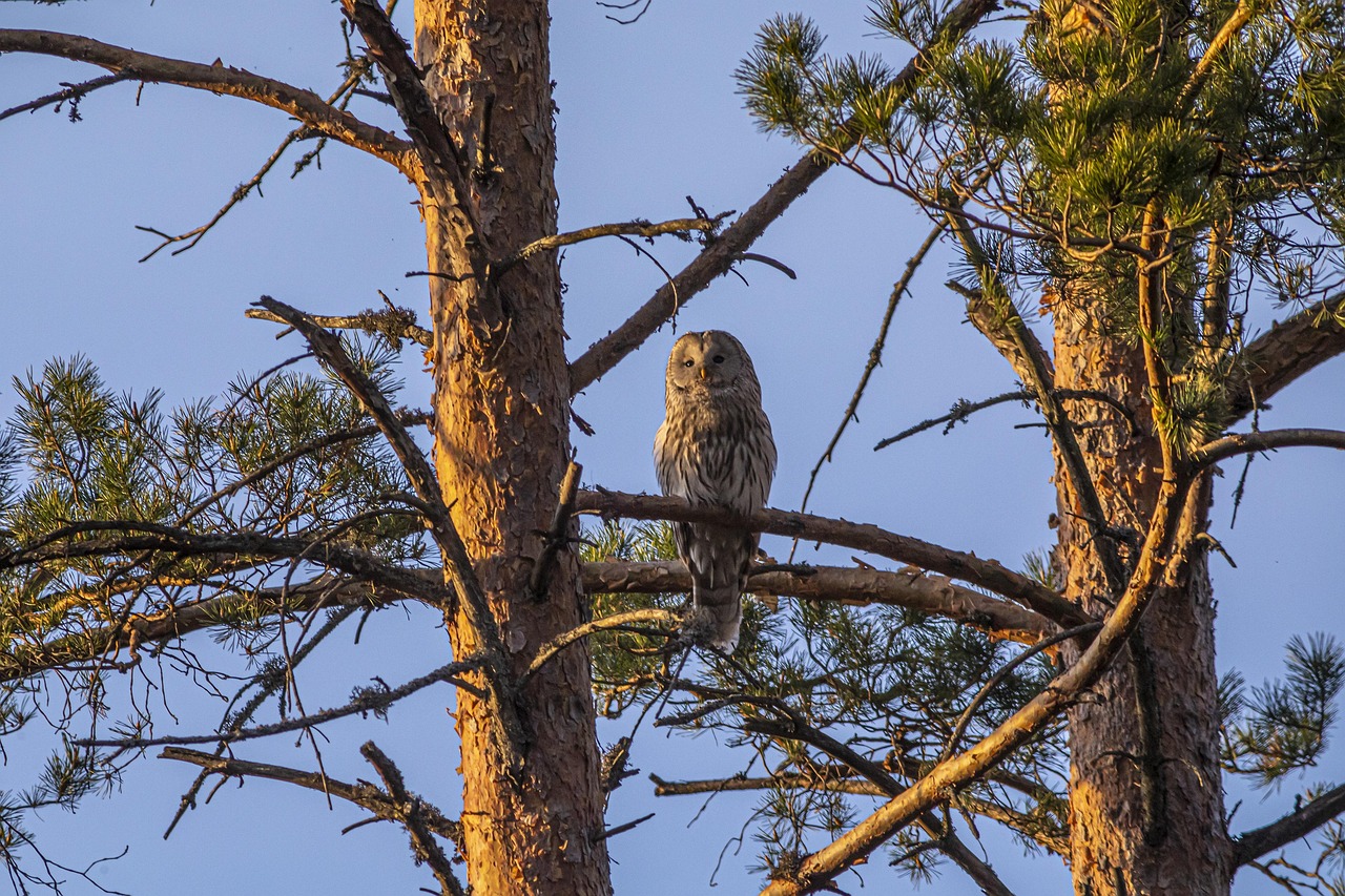 Ural Owl Strix Uralensis Bird - Free photo on Pixabay - Pixabay