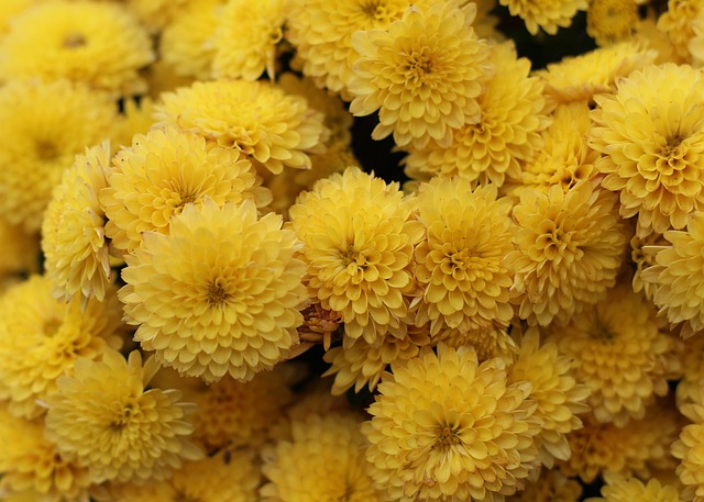 Crizantema Flori Galbene Natura - Fotografie gratuită pe Pixabay