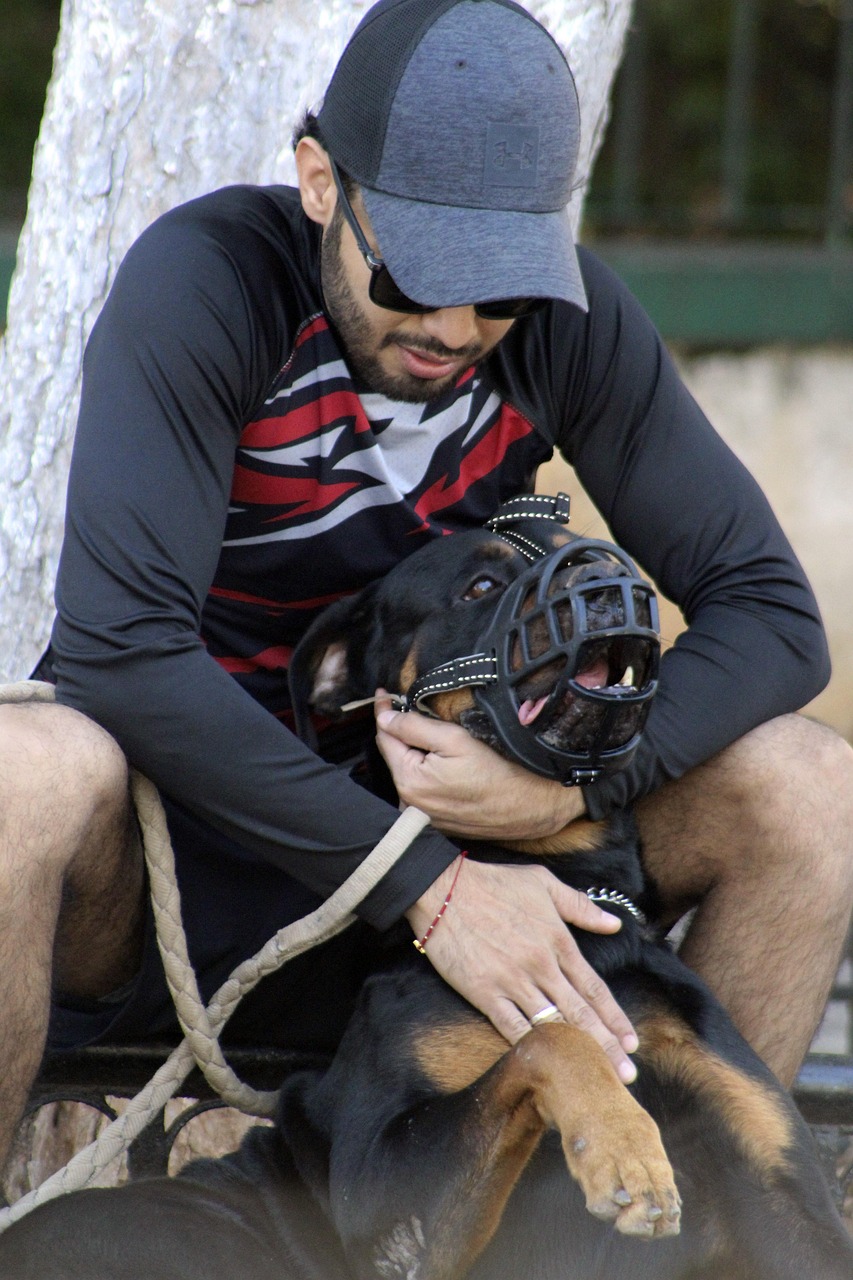 Dog Attack Rottweiler Aggressive - Free photo on Pixabay - Pixabay