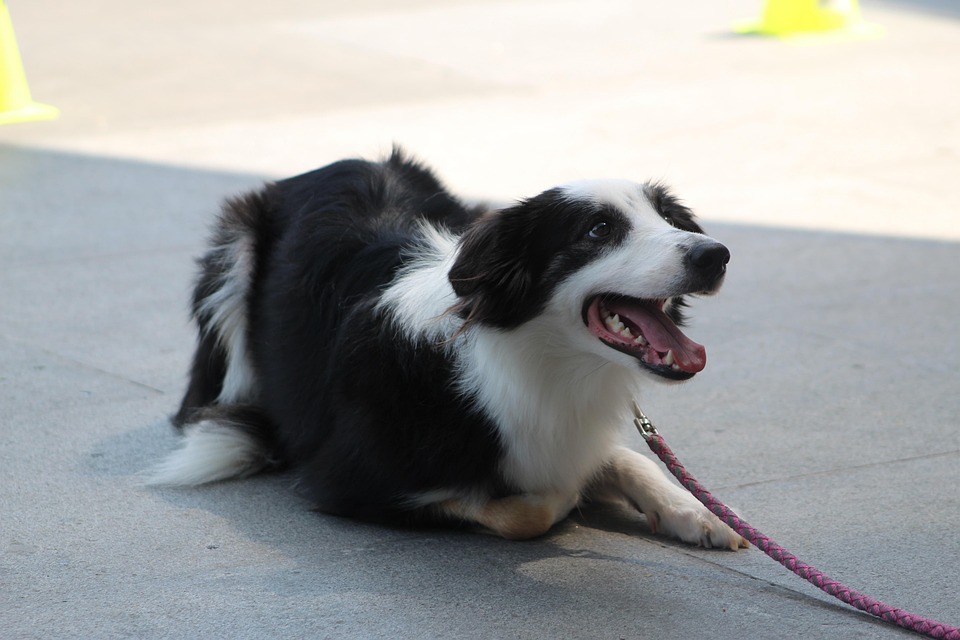 Happy Dog Training Pet - Free photo on Pixabay - Pixabay