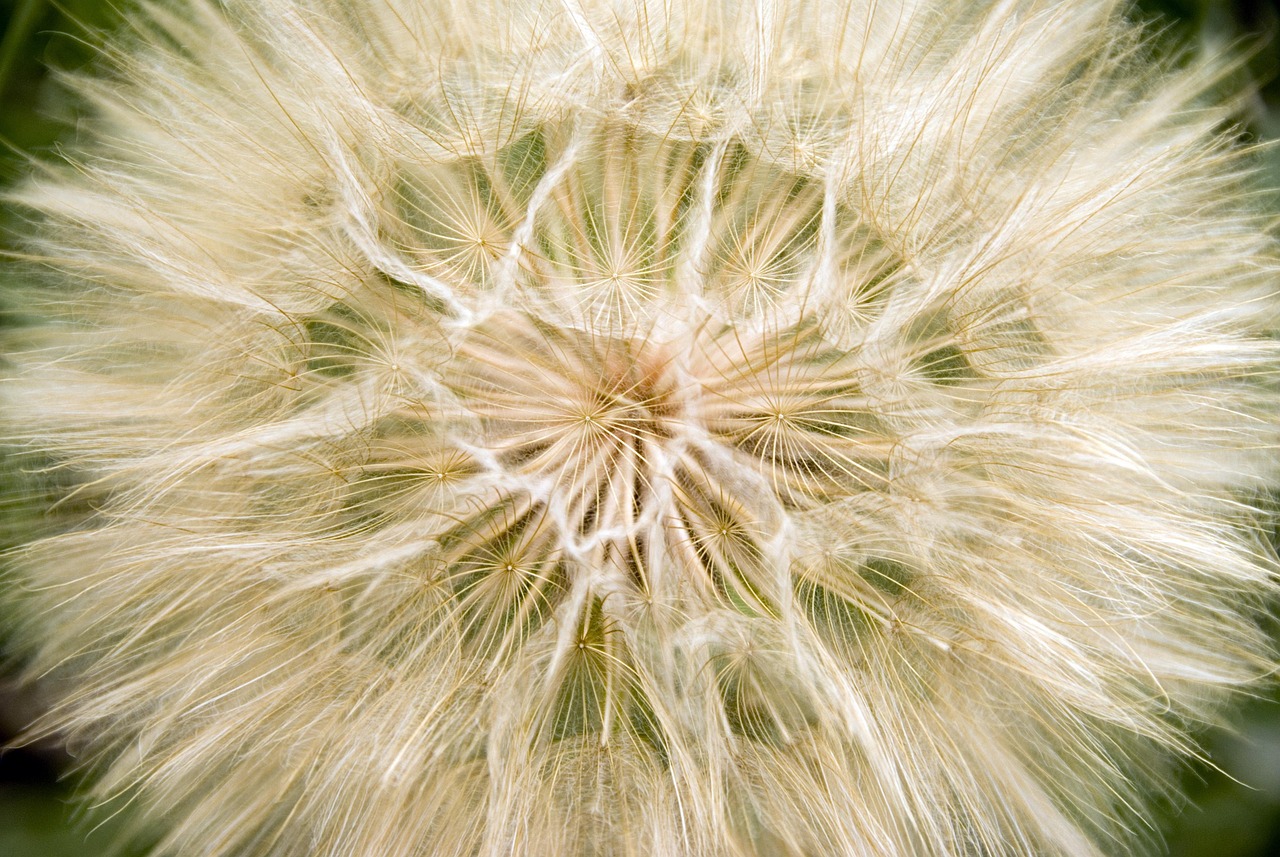 Umum Dandelion Tanaman Liar - Foto gratis di Pixabay - Pixabay