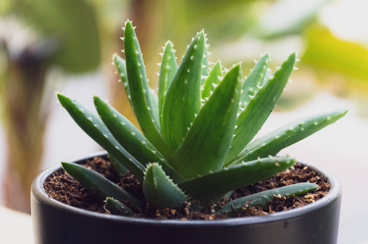 Natural Naturales Planta - Foto gratis en Pixabay - Pixabay