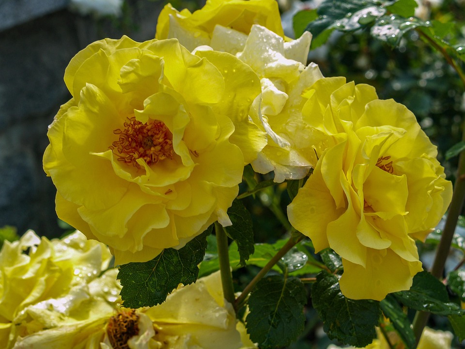 Des Roses Jaune Buisson En Carton - Photo gratuite sur Pixabay