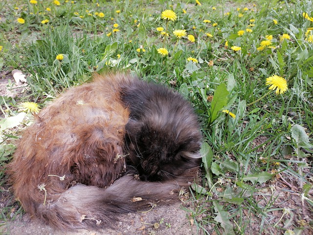 Homeless Animals Yard Cats - Free photo on Pixabay - Pixabay