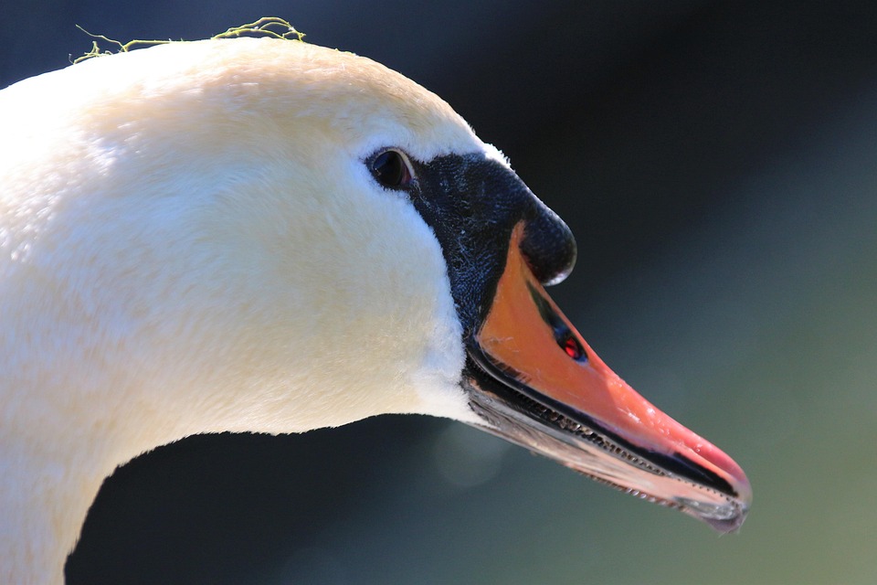 Animal Cisne Pájaro - Foto gratis en Pixabay - Pixabay