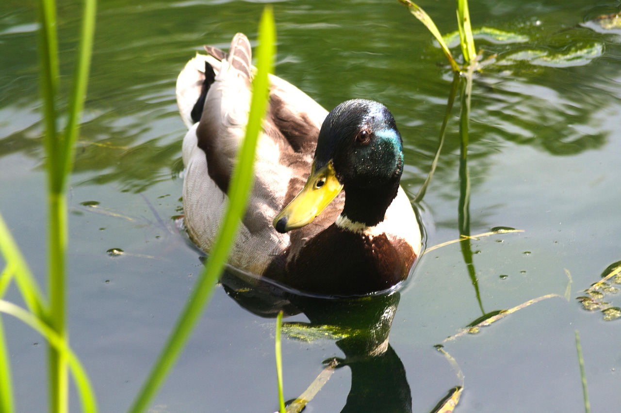 Duck Lake Bird - Free photo on Pixabay - Pixabay