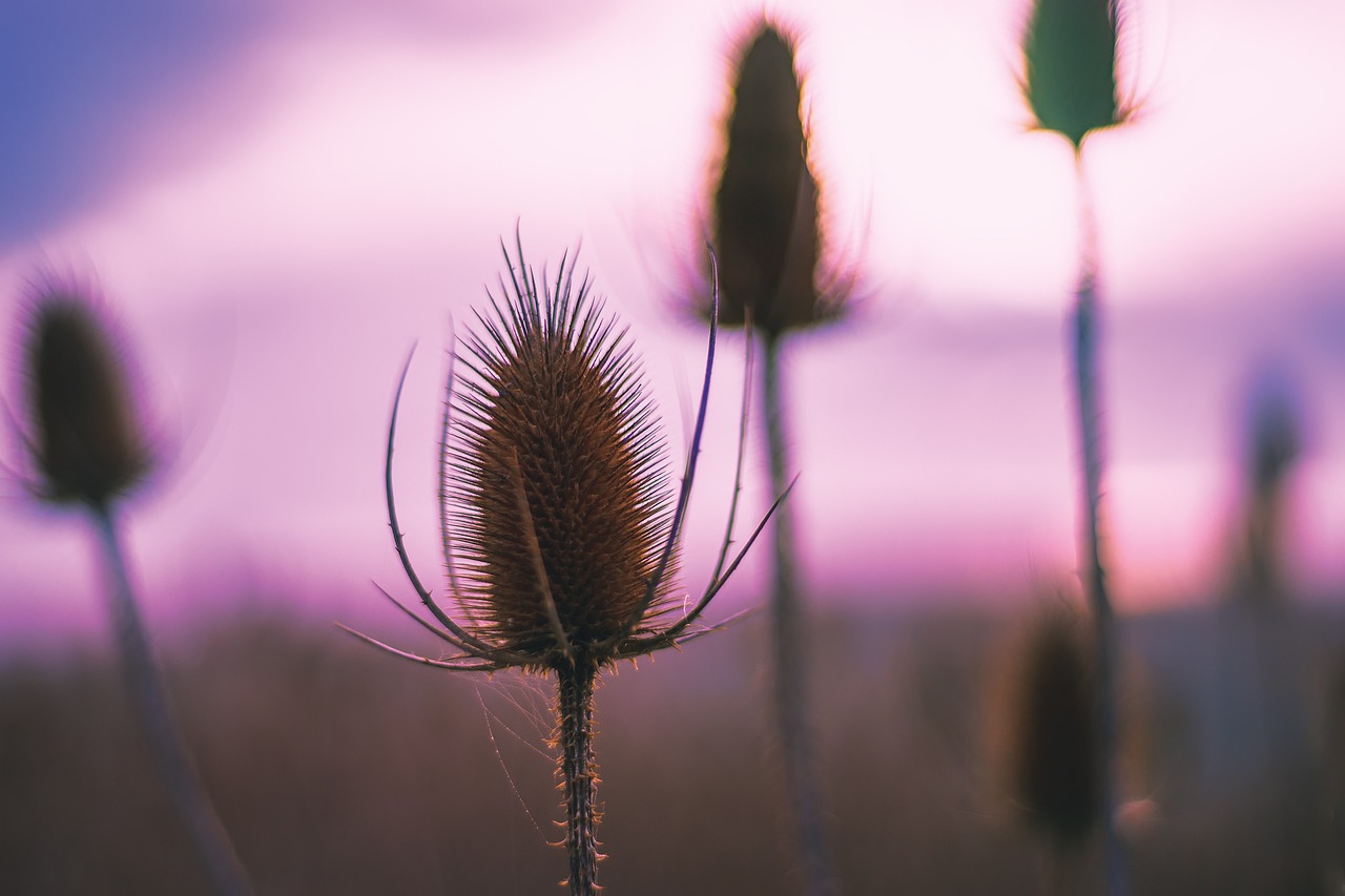 Cardo Flor Planta - Foto gratuita no Pixabay - Pixabay