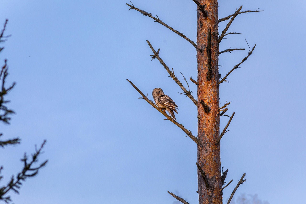 Ural Owl Strix Uralensis Bird - Free photo on Pixabay - Pixabay