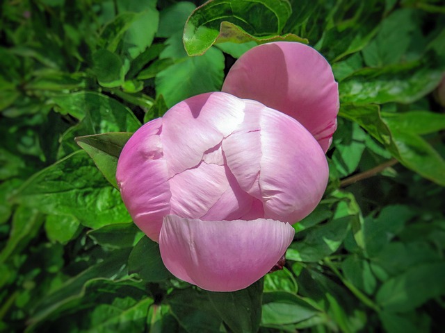 Flor Peonía Brote De Plantas - Foto gratis en Pixabay