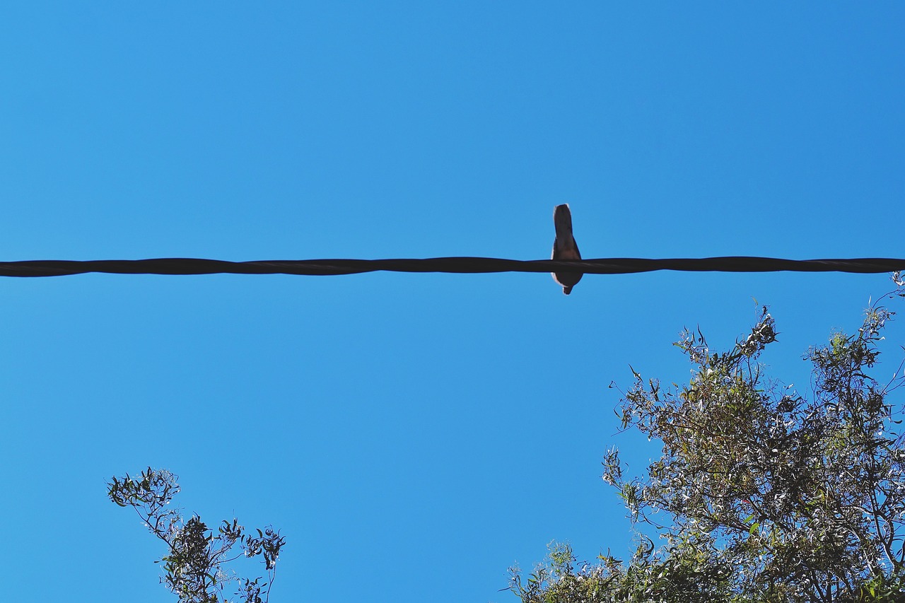 Bird Sun - Free photo on Pixabay - Pixabay