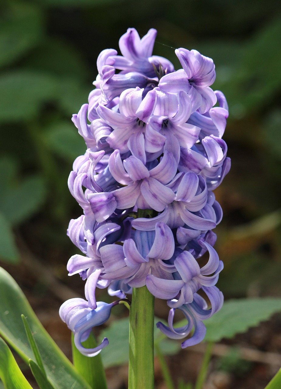 400 000 Free Hyacinth Flowers Hyacinth Images Pixabay 400 000 Free Hyacinth Flowers Hyacinth Images Pixabay