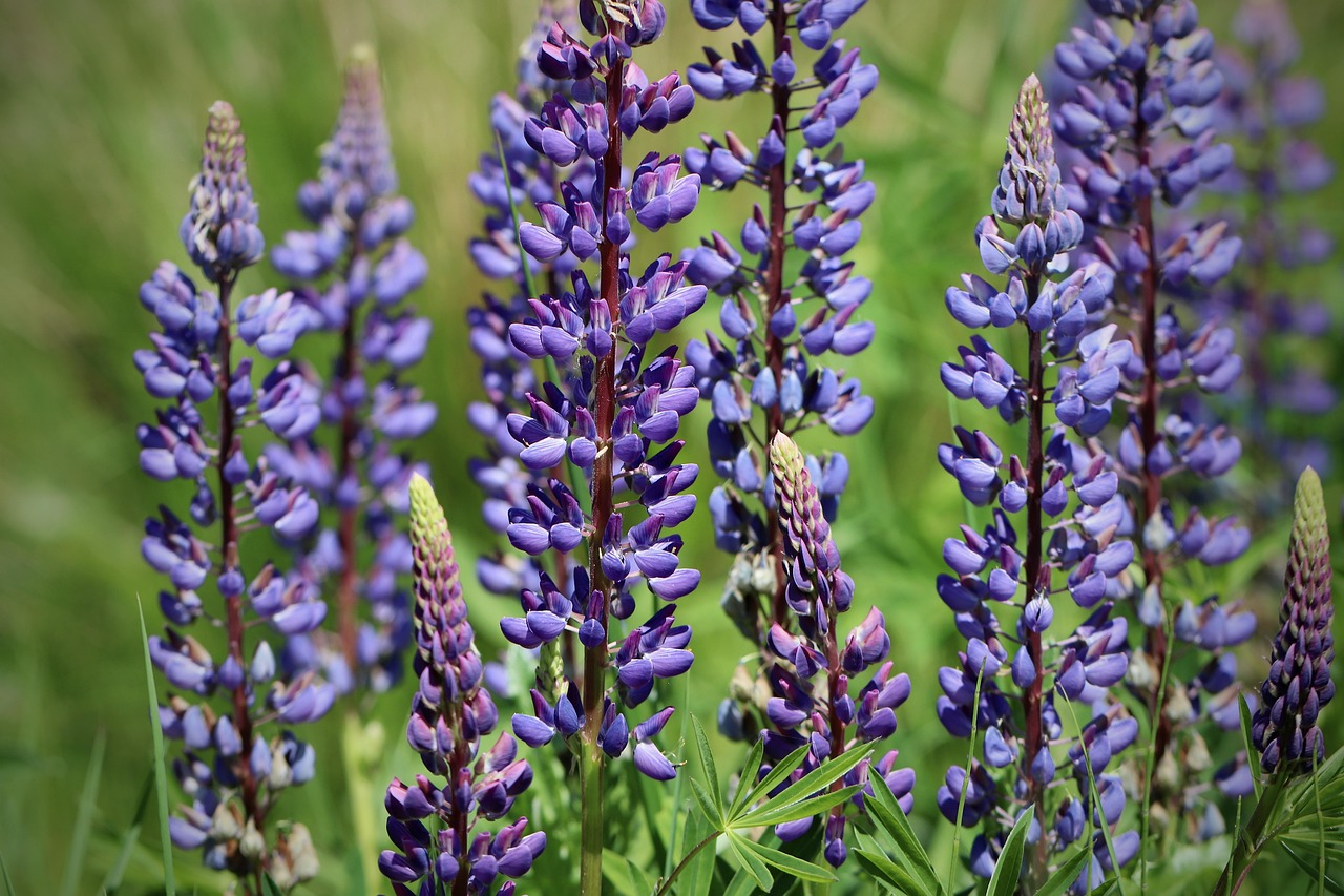 800+ Free Lupins & Lupine Images - Pixabay