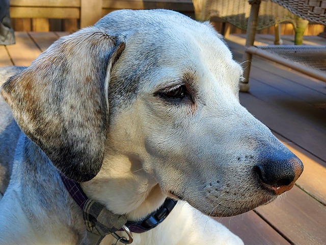 Dog Outside Senior Old - Free photo on Pixabay - Pixabay