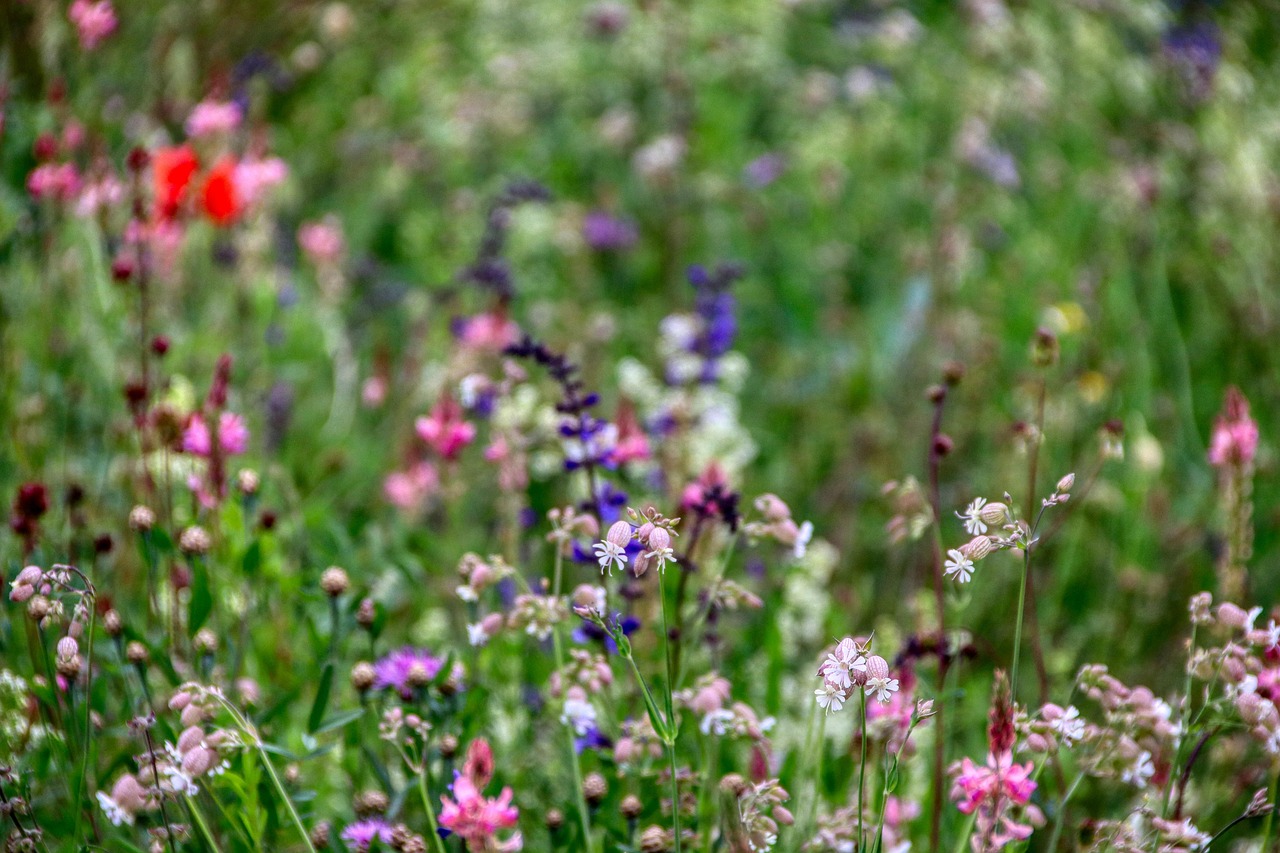 Flower Meadow Petals - Free photo on Pixabay