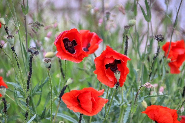 Poppy Red Nature - Free photo on Pixabay