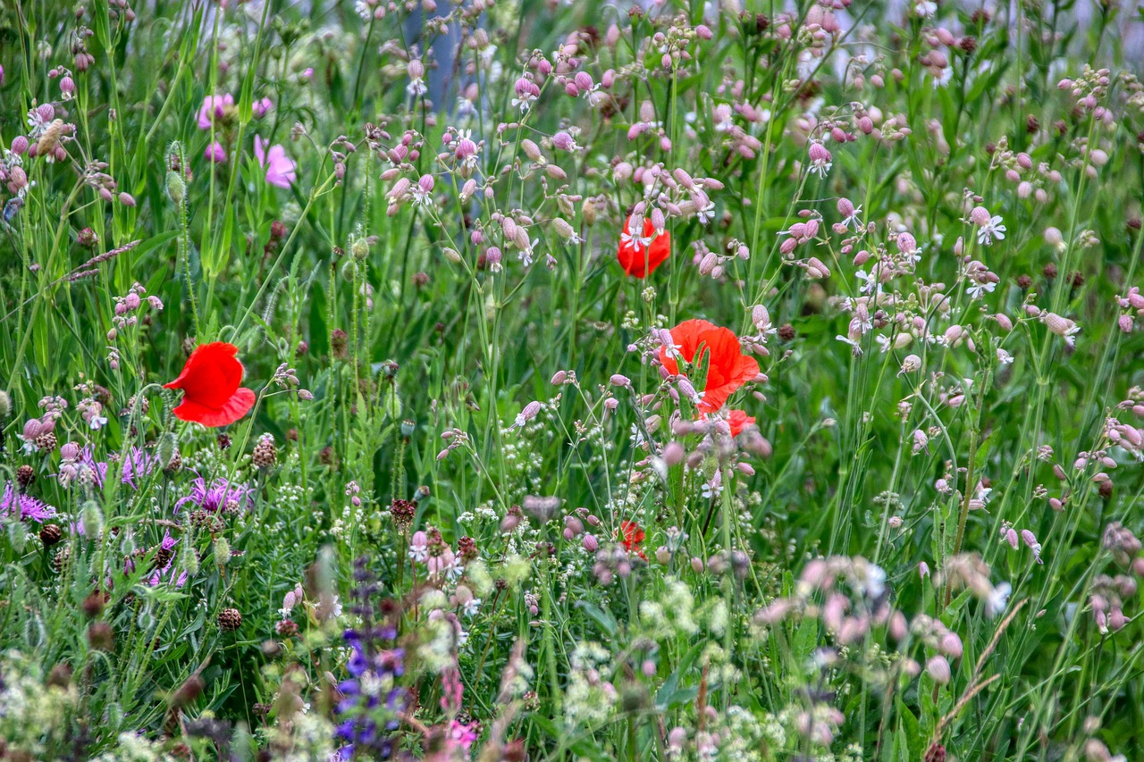 Prado De Flores Naturaleza - Foto gratis en Pixabay - Pixabay