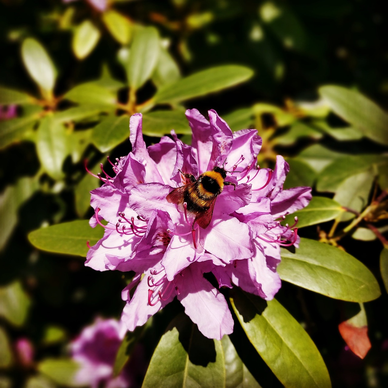 Kukka Kimalainen Luonto - Ilmainen valokuva Pixabayssa - Pixabay
